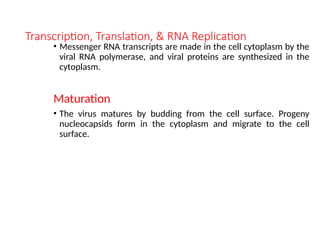 paramyxovirus classification, examples and the infections.pptx