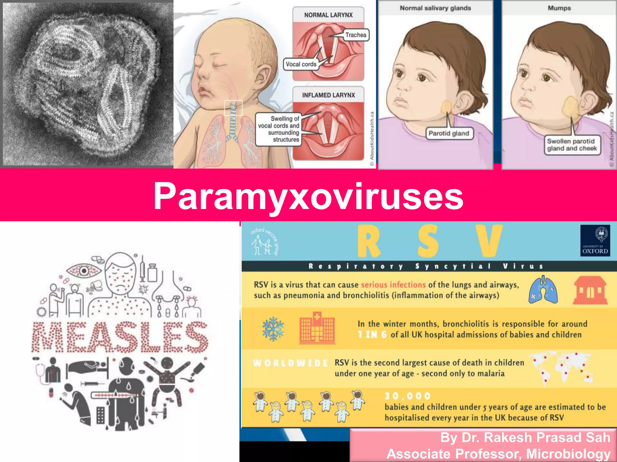 Paramyxoviruses | PPT