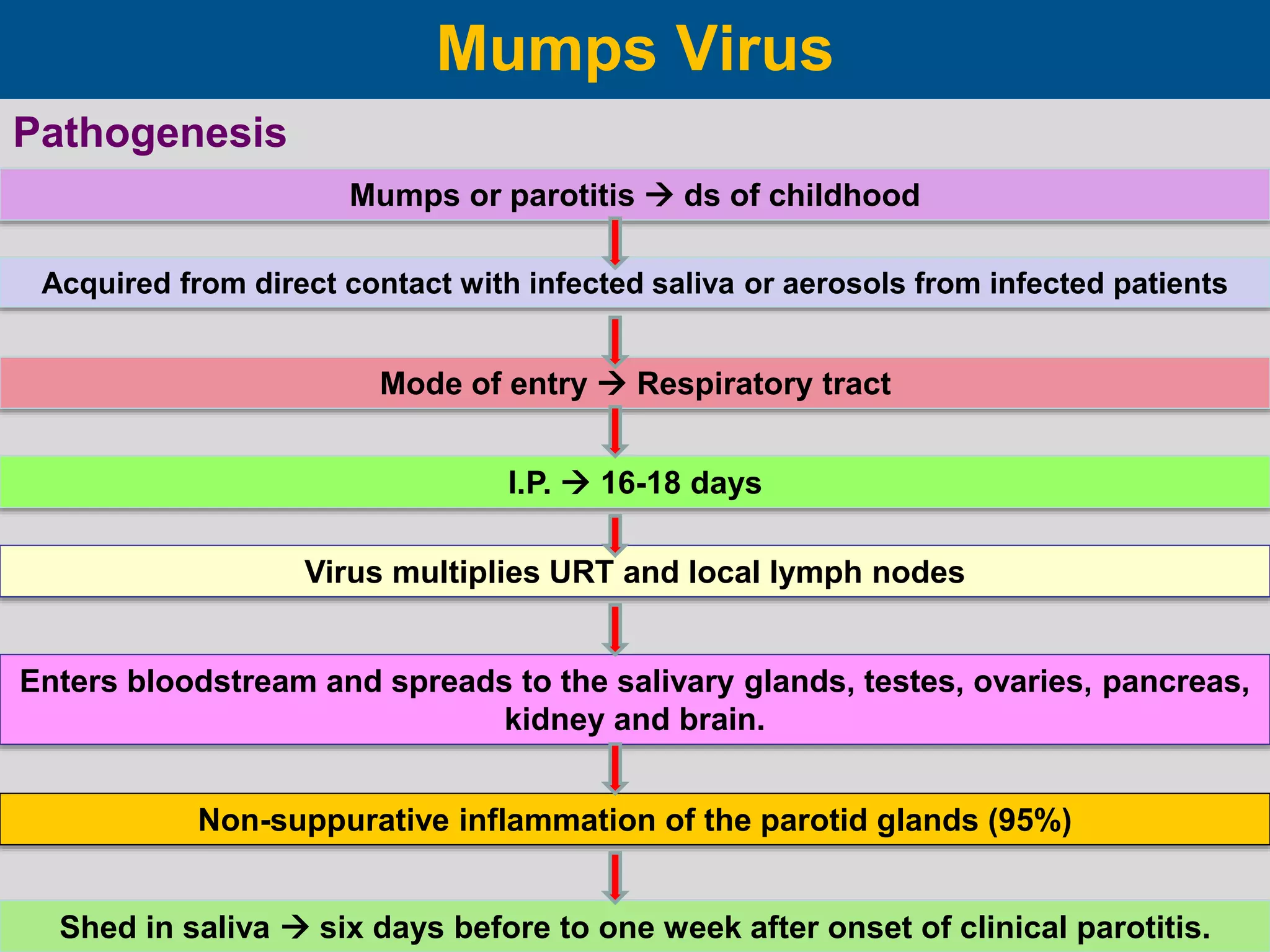Paramyxoviruses | PPT