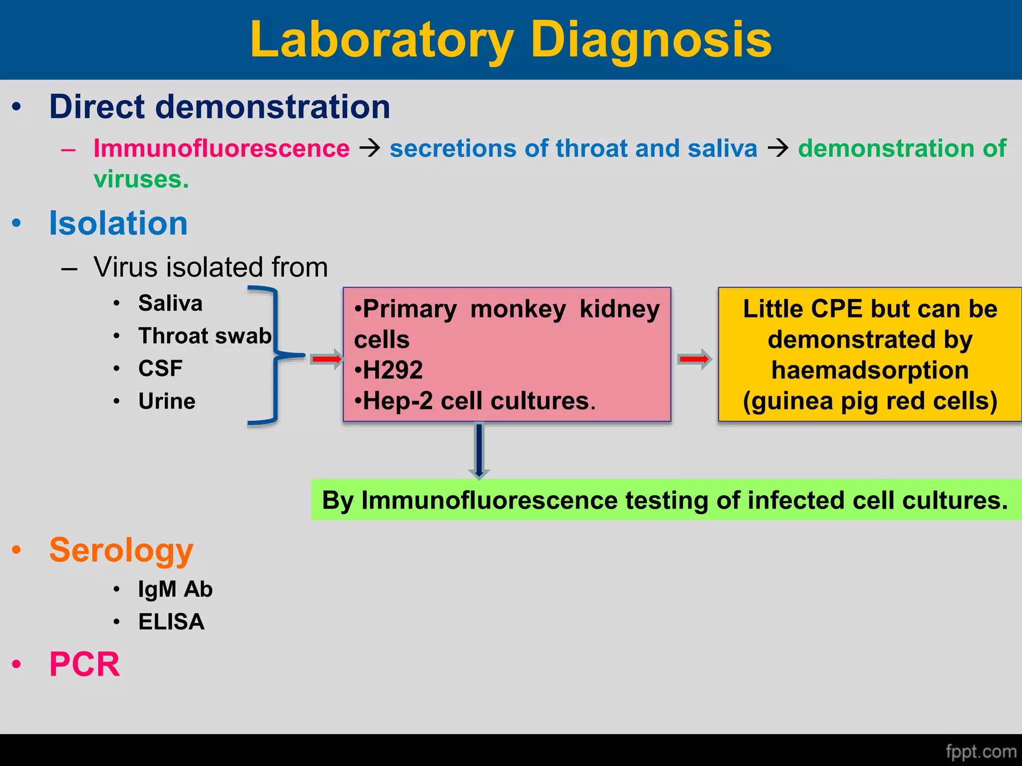 Paramyxoviruses | PPT