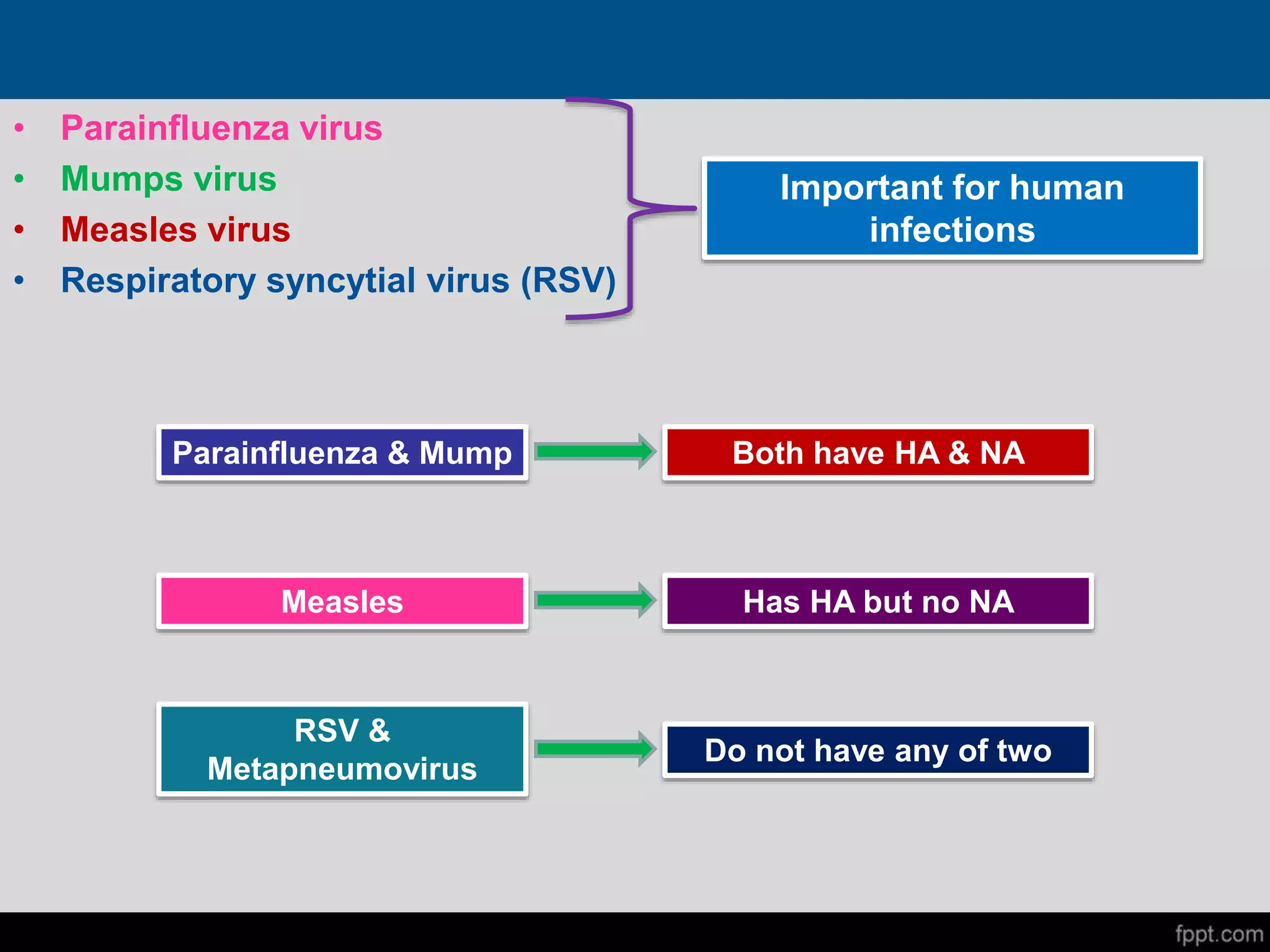 Paramyxoviruses | PPT