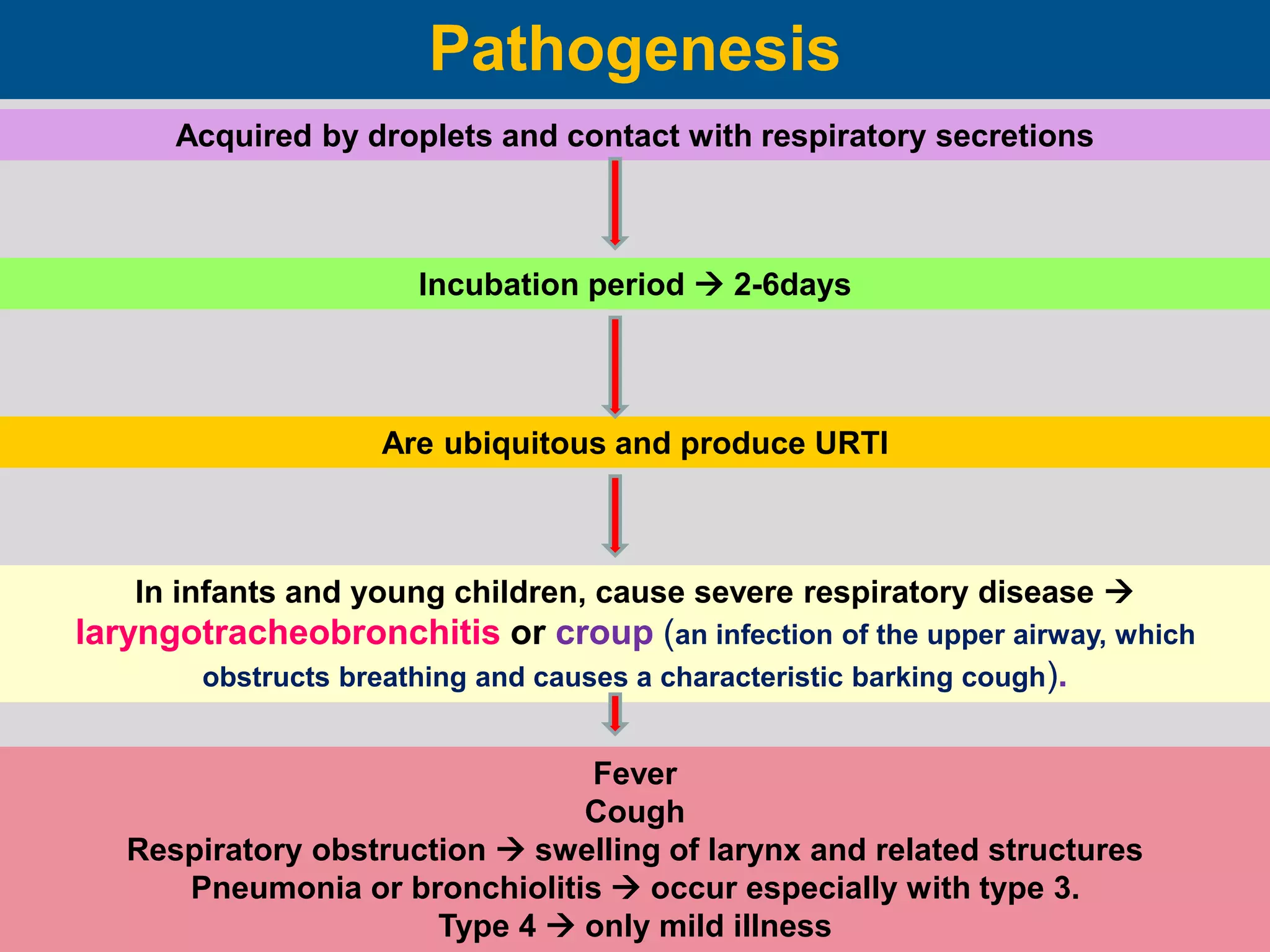 Paramyxoviruses | PPT