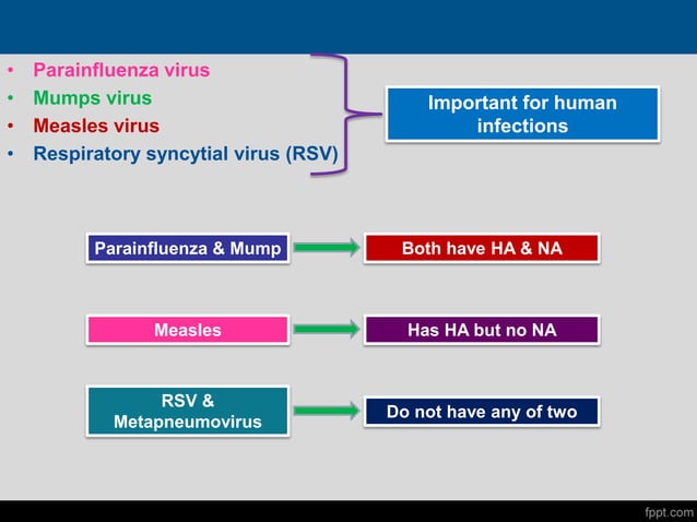 Paramyxoviruses | PPT | Lung and Respiratory Health | Diseases and Conditions