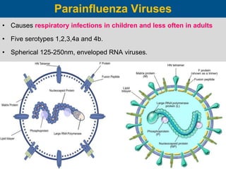 Paramyxoviruses | PPT