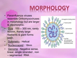 Paramyxoviruses lecture dwd | PPT