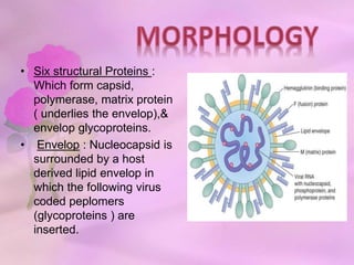 Paramyxoviruses lecture dwd | PPT