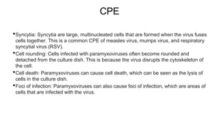 Paramyxovirus - Measles,Mumps and Respiratory Syncytial Virus | PPT