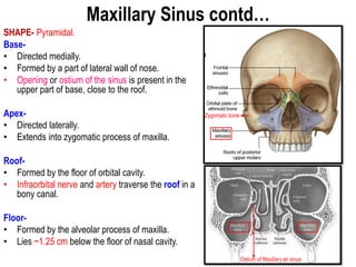 PARANASAL-AIR-SINUSES ethmoid, mastoidpdf | PDF