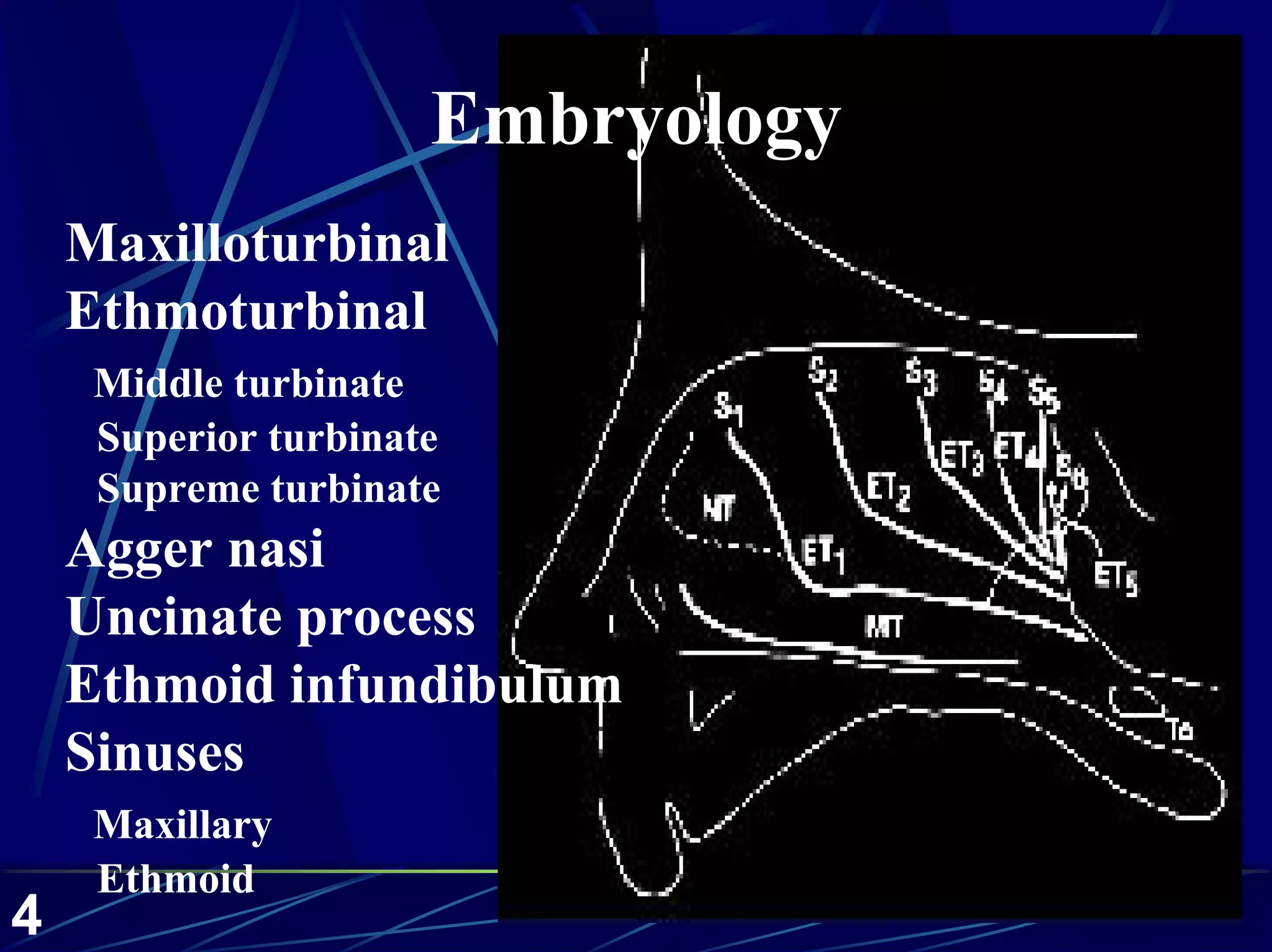 Paranasal sinus-2002-01-slides | PDF