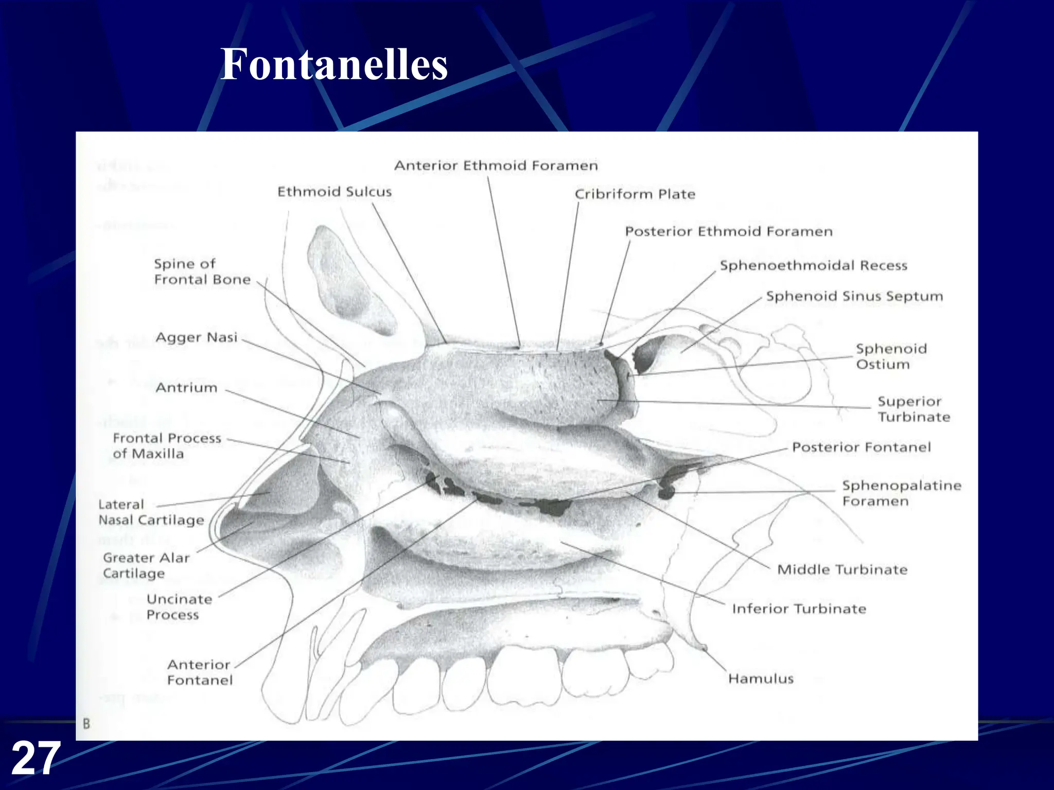 paranasal sinuses anatomy presentation easy | PPT