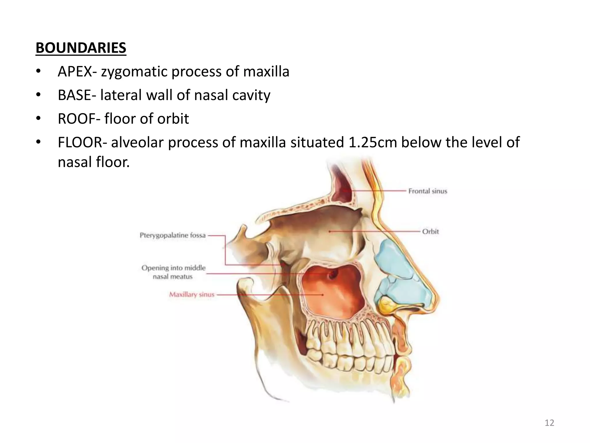 Paranasal air sinus | PPTX