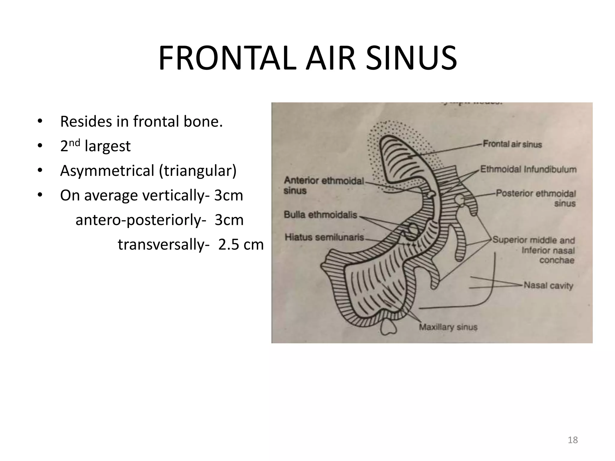 Paranasal air sinus | PPTX