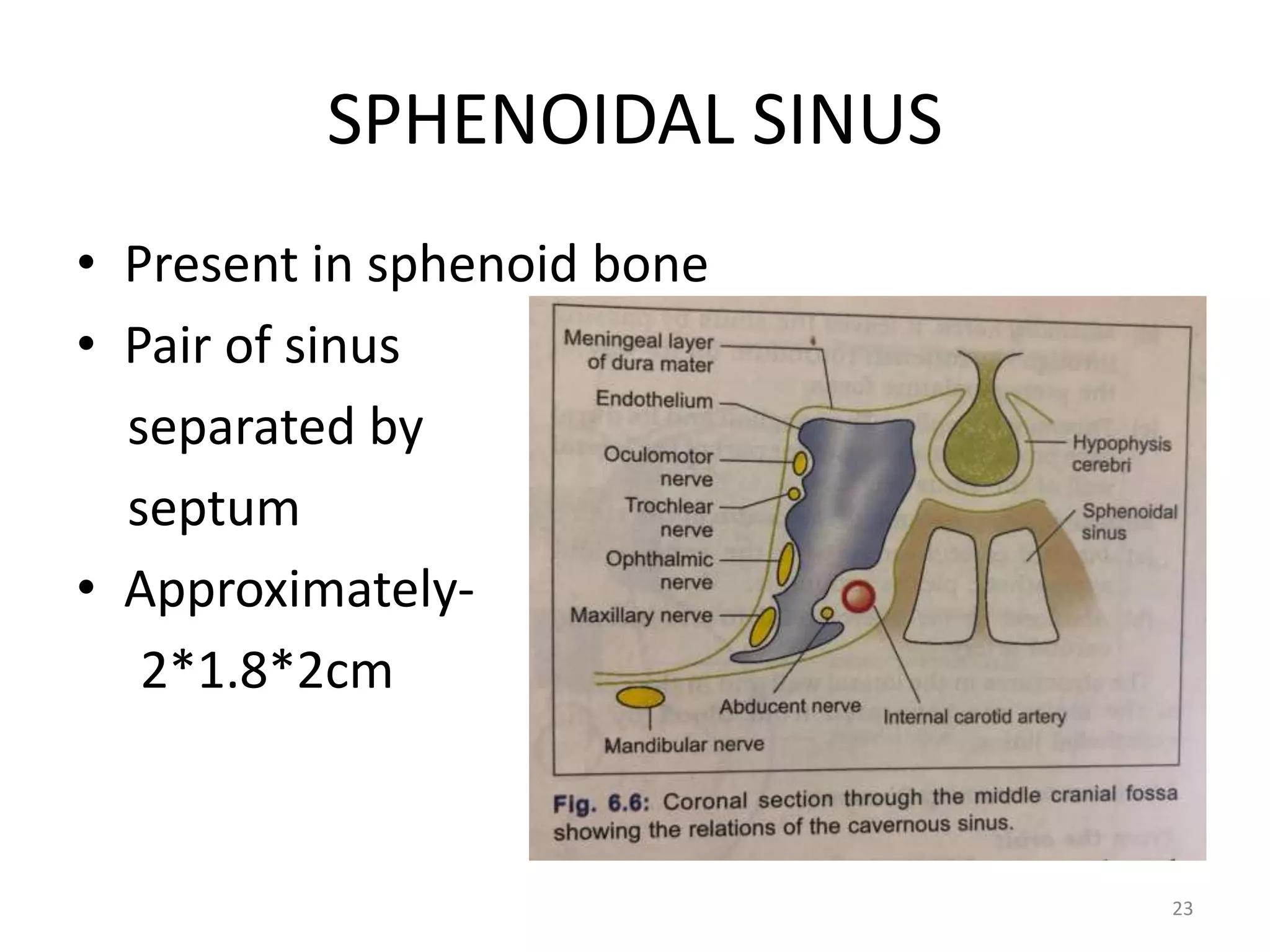 Paranasal air sinus | PPTX