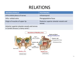 Paranasal air sinus | PPTX