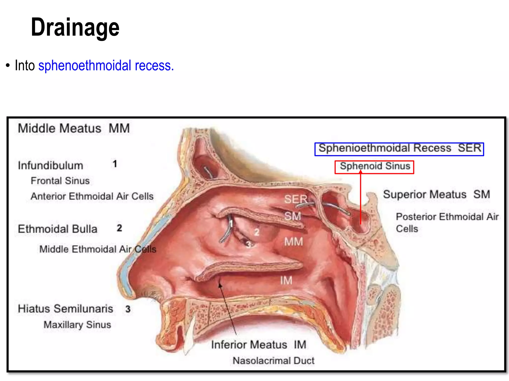 PARANASAL AIR SINUS.pptx | Ear, Nose and Throat Conditions | Diseases and Conditions