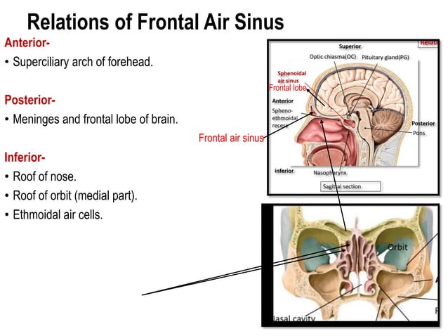 PARANASAL AIR SINUS.pptx | Ear, Nose and Throat Conditions | Diseases ...