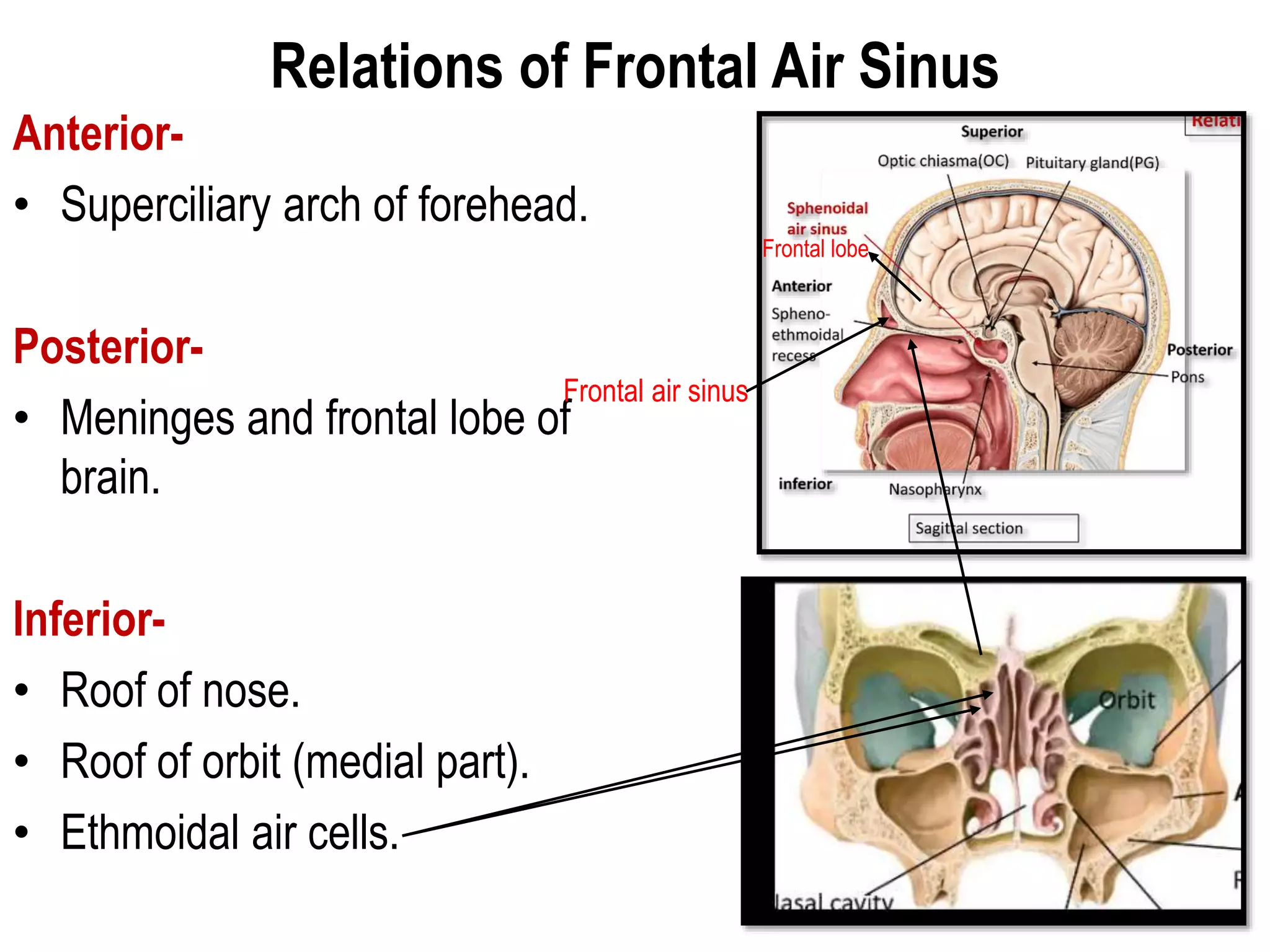 PARANASAL AIR SINUSES.pptx