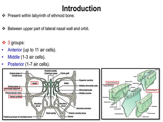 PARANASAL AIR SINUSES.pptx