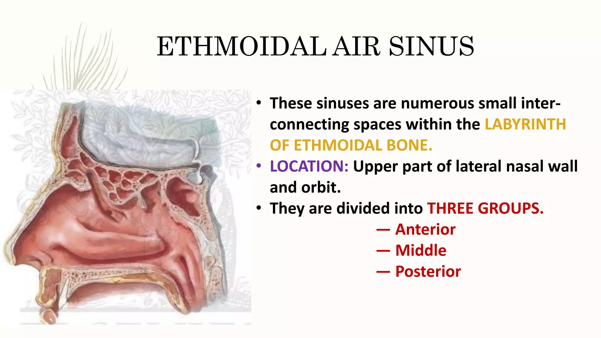 paranasal air sinus | PPTX