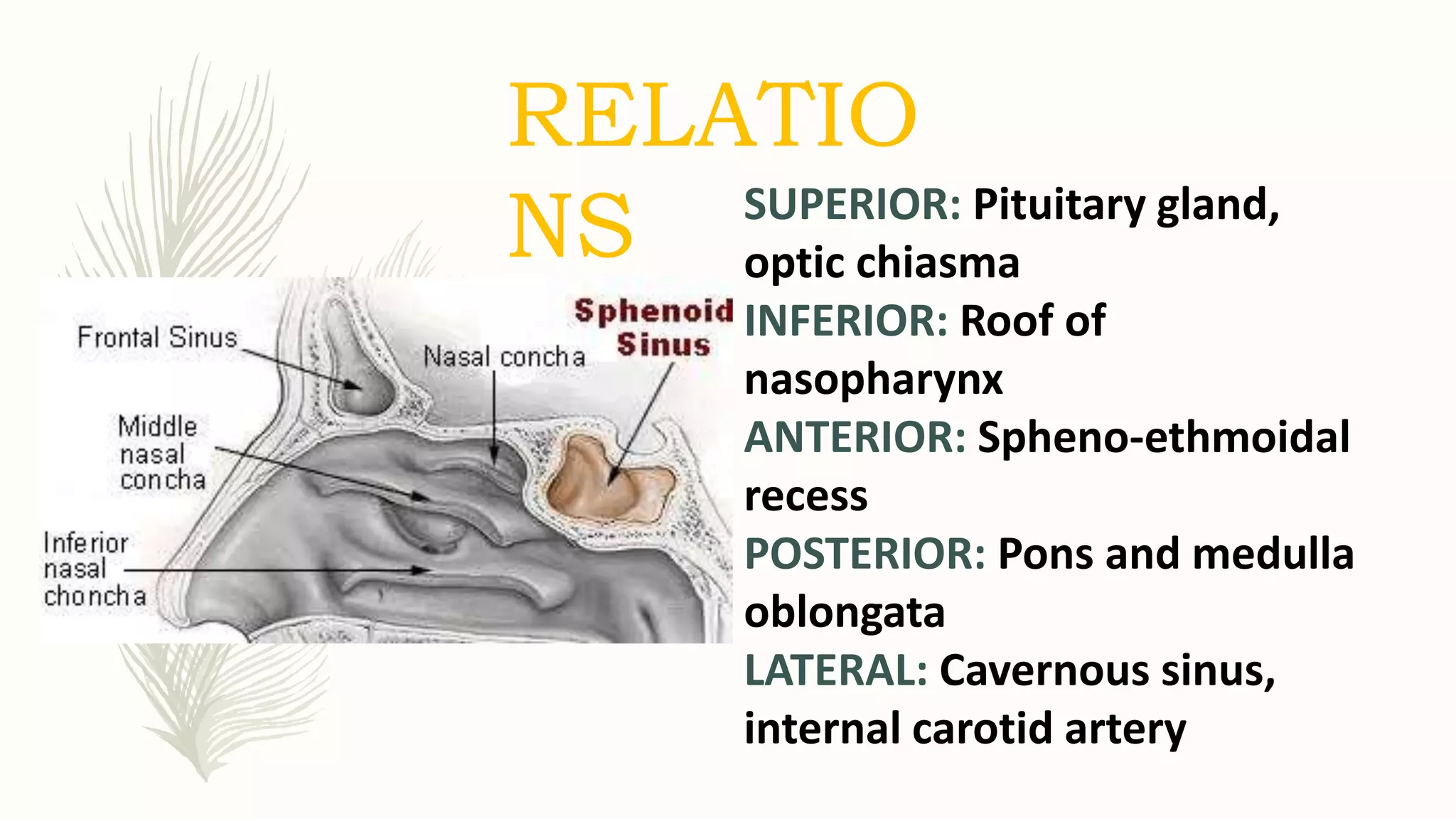 paranasal air sinus | PPTX