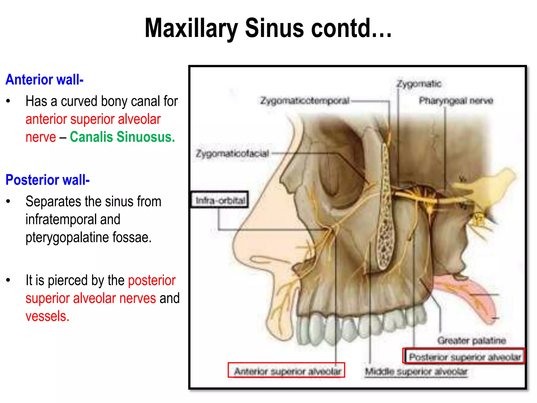 paranasal_air_sinuses.pptx