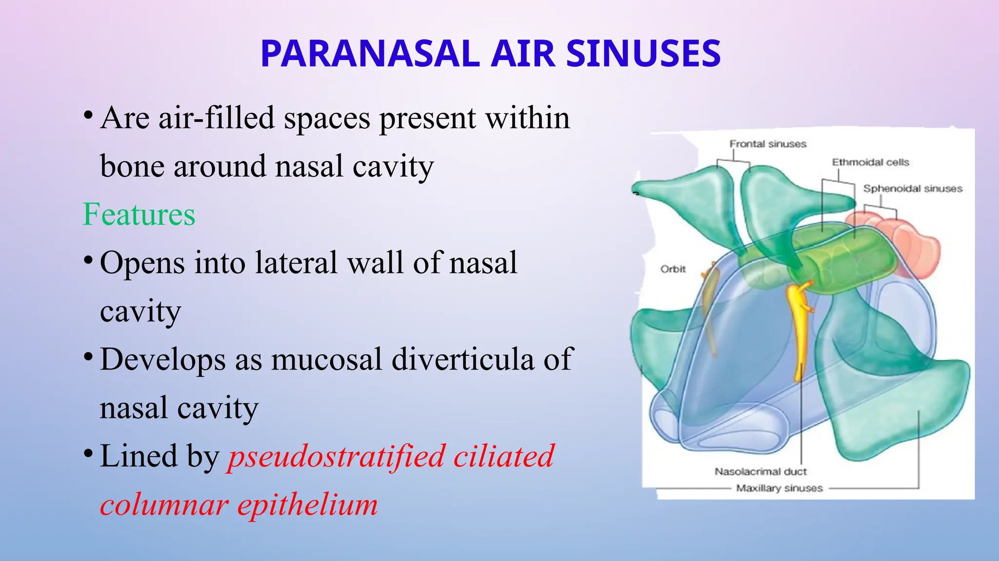 Paranasal Air Sinuses present in human skull | PPTX
