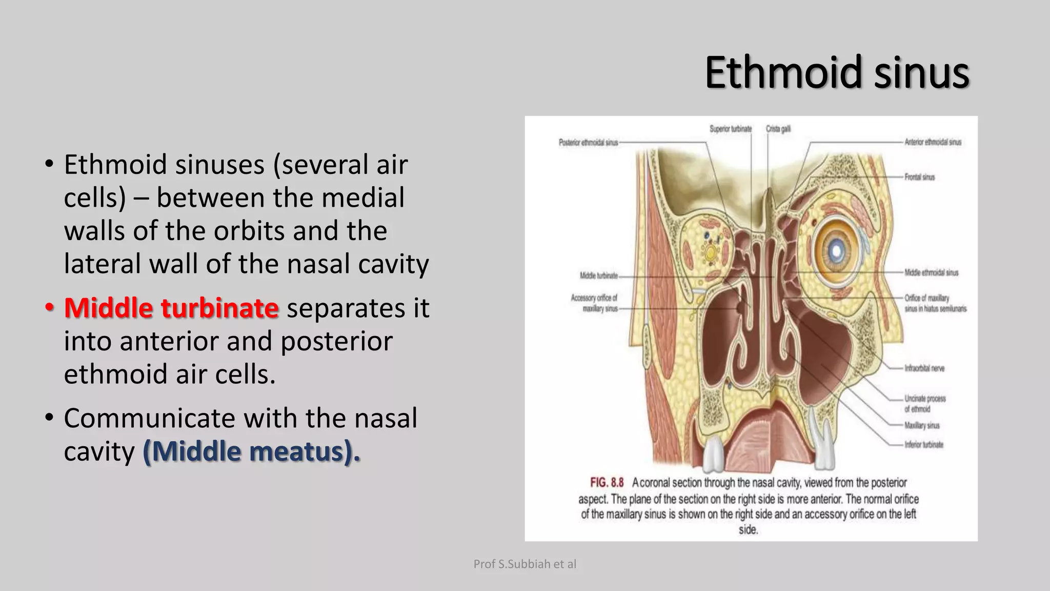 PARANASAL SINUS AND NASOPHARYNX.pptx