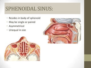 Paranasal sinuses(ANATOMY) | PPTX