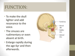 Paranasal sinuses(ANATOMY) | PPTX