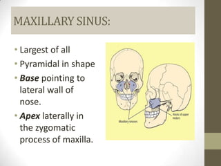 Paranasal sinuses(ANATOMY) | PPTX