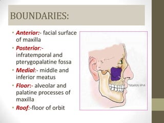 Paranasal sinuses(ANATOMY) | PPTX