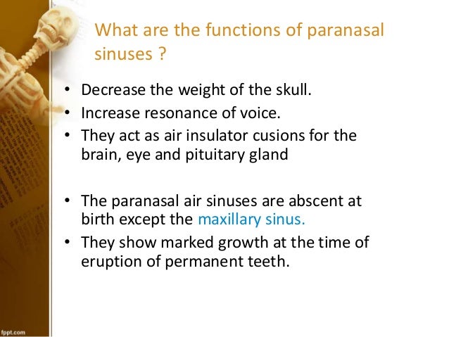 Paranasal Sinuses Function