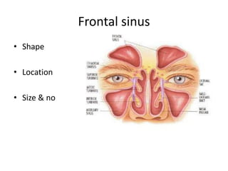 Paranasal sinuses | PDF