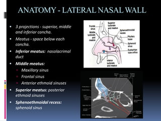 Paranasalsinuses | PDF