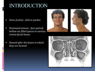 Paranasalsinuses | PDF