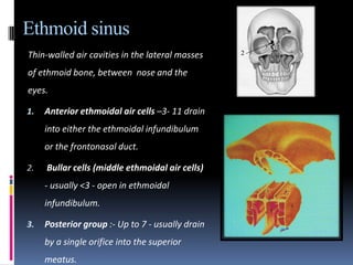Ethmoidal Air Cells
