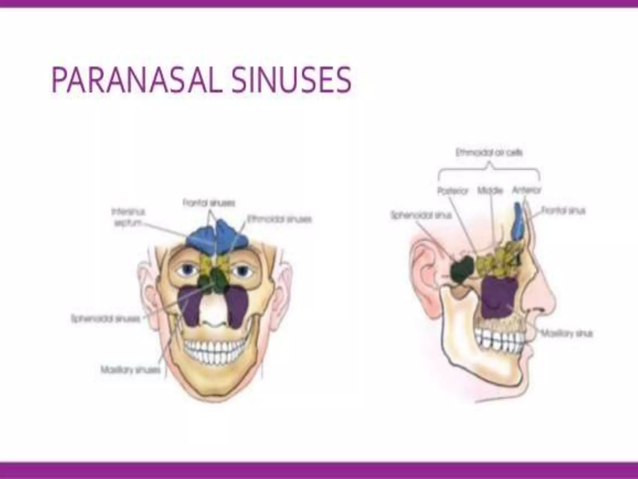 X-Ray skull & Paranasal sinuses | PPT