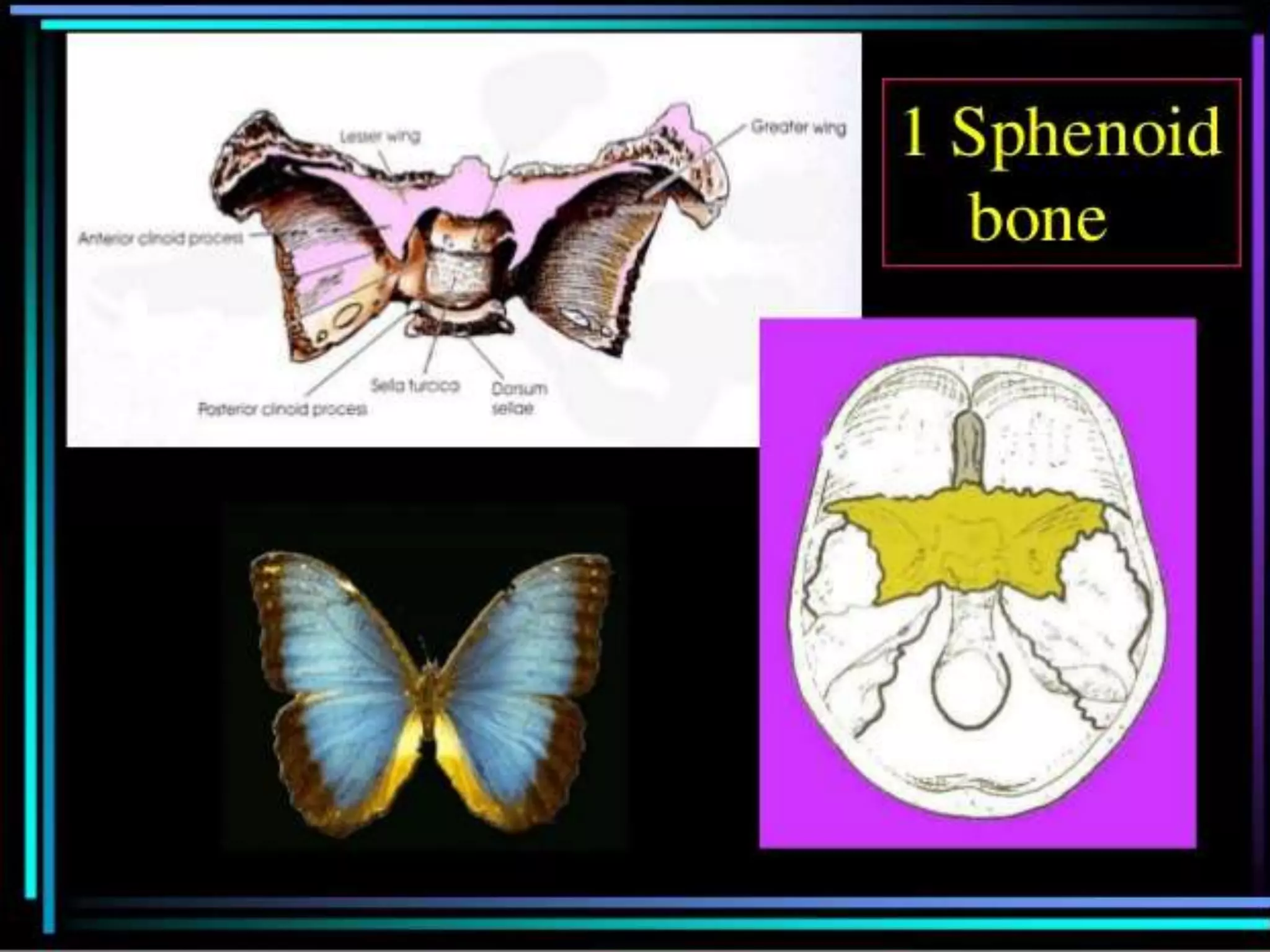 X-Ray skull & Paranasal sinuses | PPT