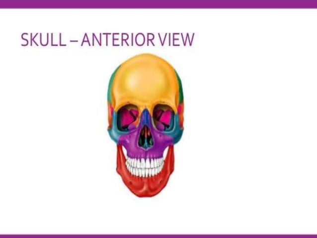 X-Ray skull & Paranasal sinuses | PPT