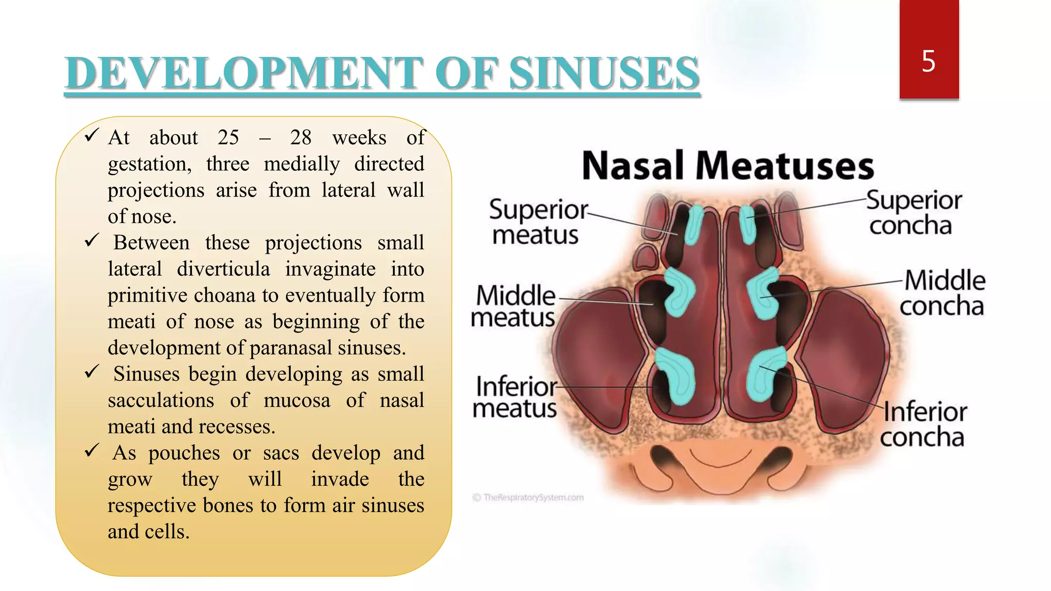 Paranasal sinuses | PPTX