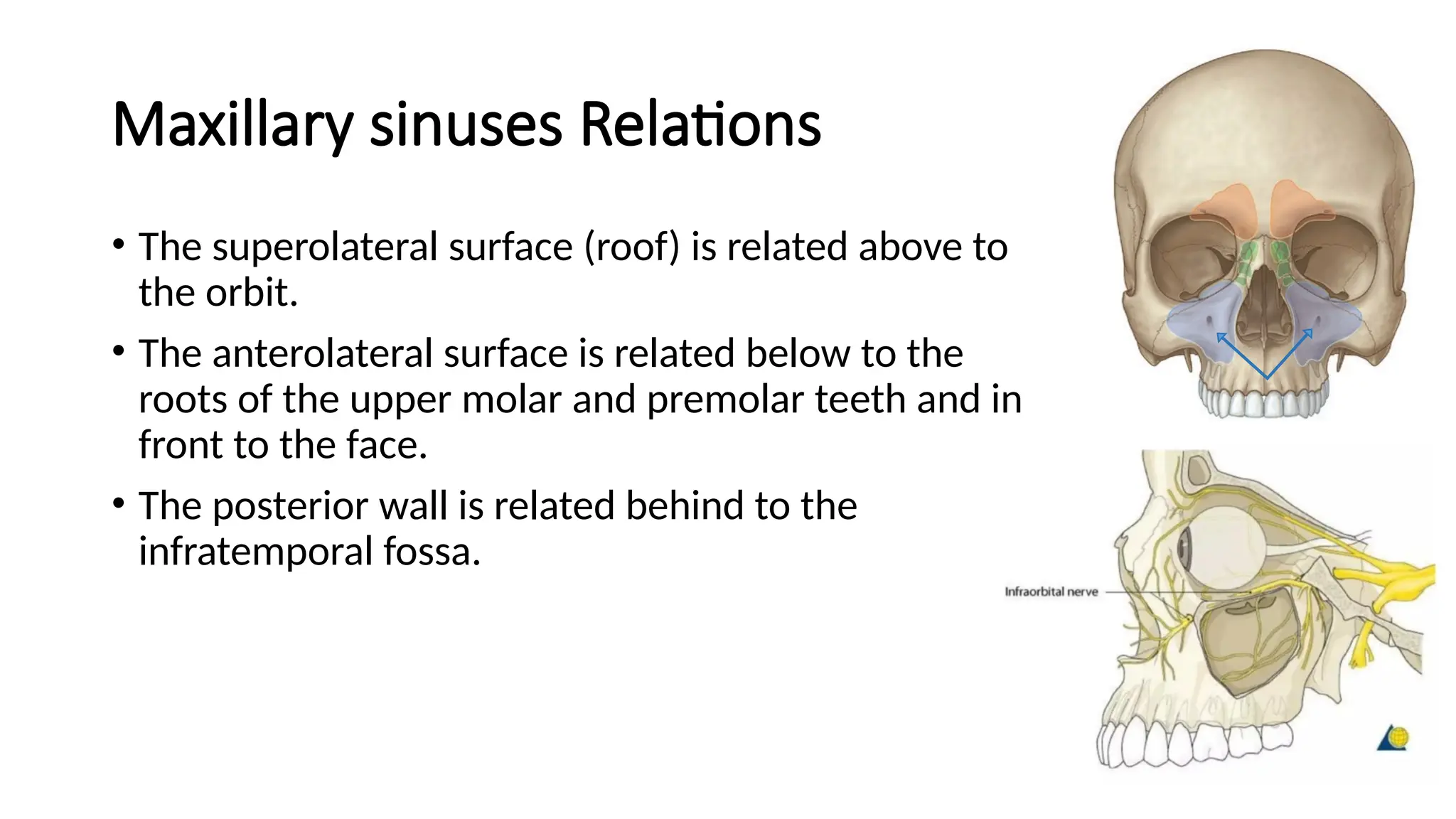 Paranasal sinuses (Upper respiratory tract).pptx