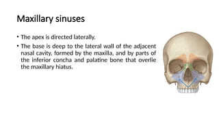 Paranasal sinuses (Upper respiratory tract).pptx