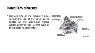 Paranasal sinuses (Upper respiratory tract).pptx
