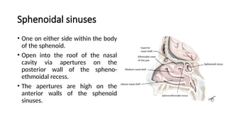 Paranasal sinuses (Upper respiratory tract).pptx