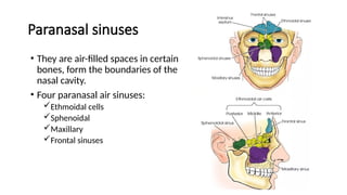 Paranasal sinuses (Upper respiratory tract).pptx
