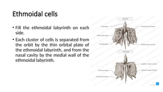 Paranasal sinuses (Upper respiratory tract).pptx
