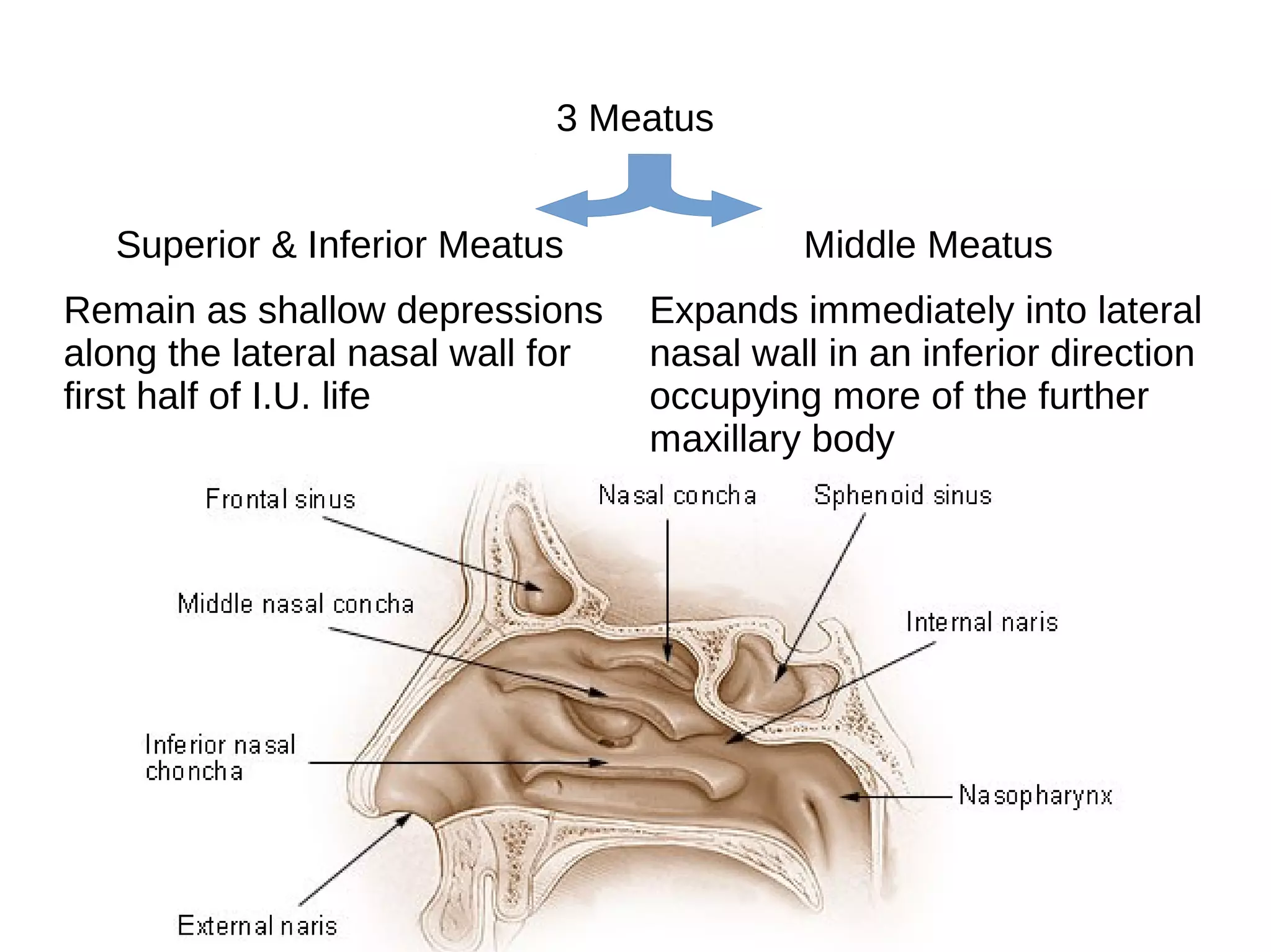 Paranasal sinuses | ODP