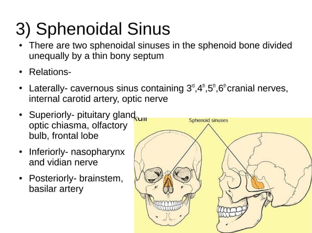 Paranasal sinuses | ODP