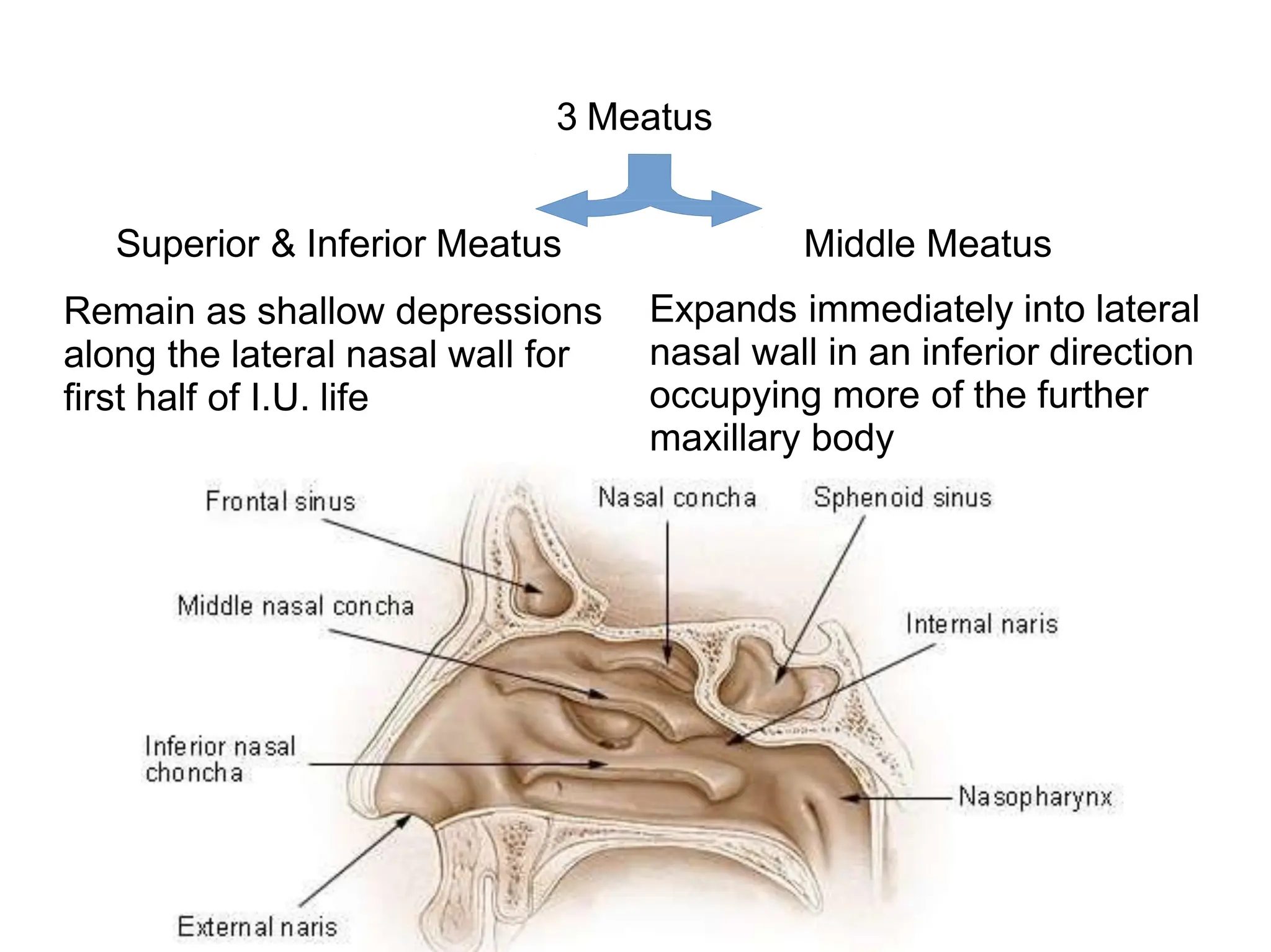 paranasasinuses PPT.pptx