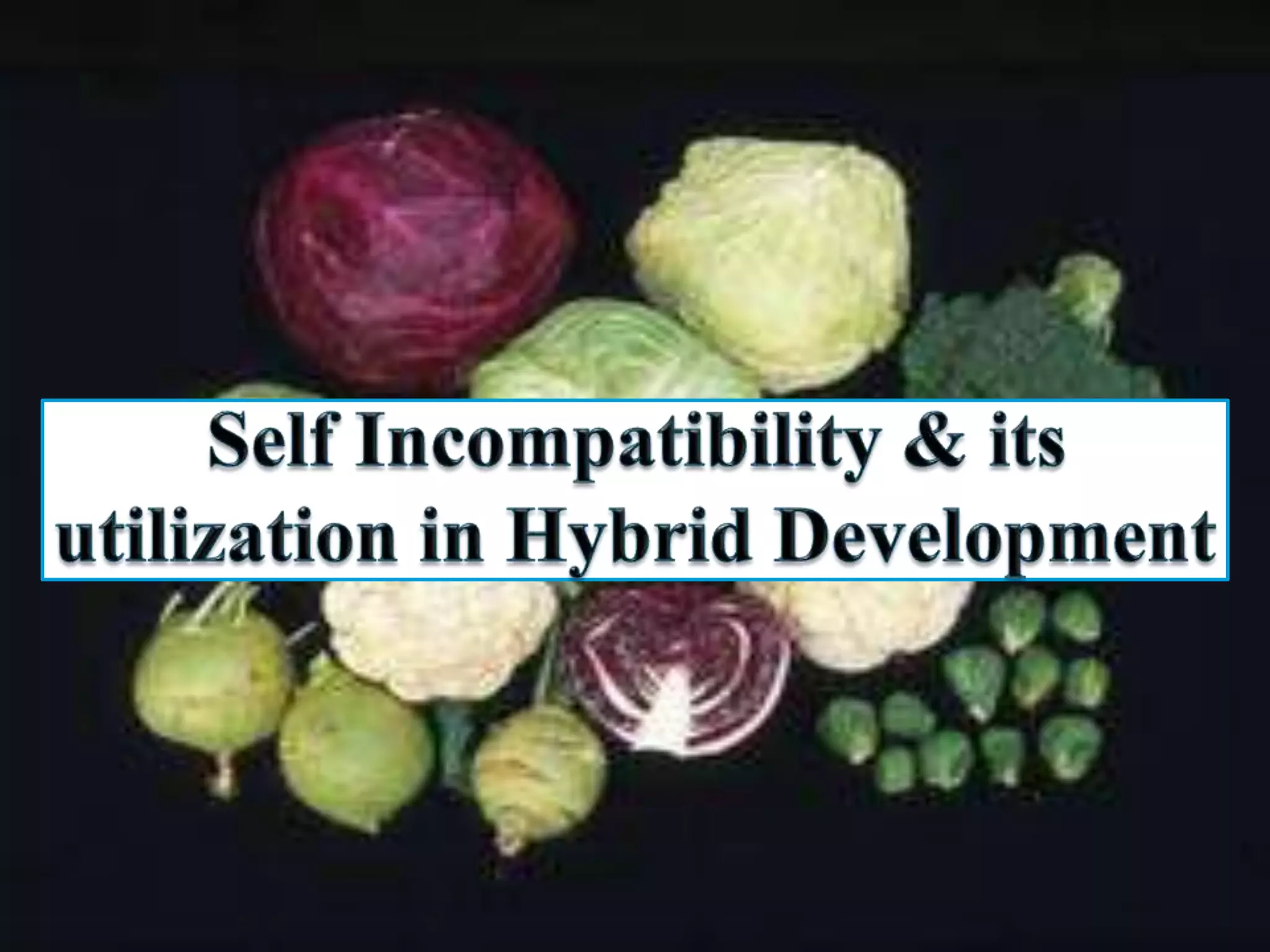 Self incompatibility in hybrid seed production | PPTX